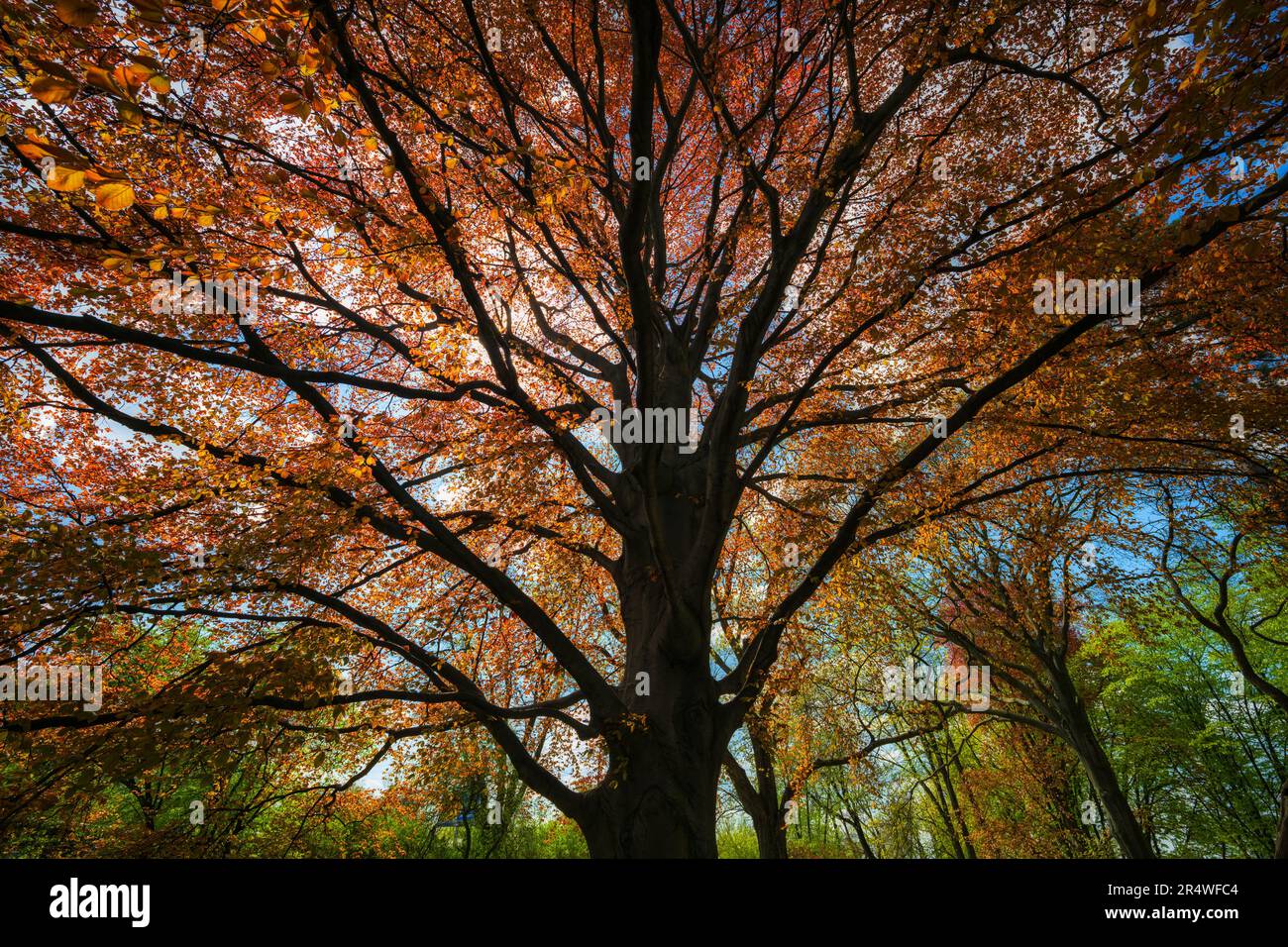 Old and majestic copper beech tree in spring with sunlight in canopy ...