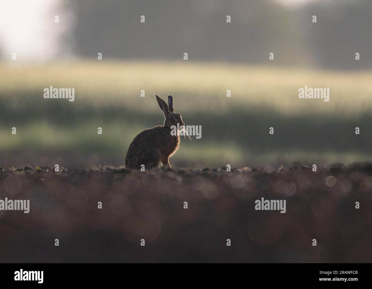 An unusual atmospheric , backlit silhouette type shot of a Brown hare ...
