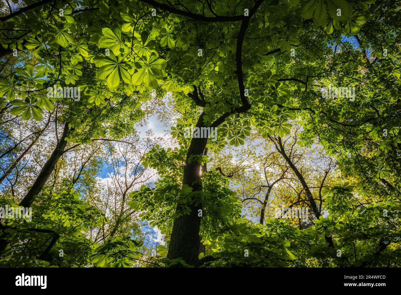 Forest canopy with green foliage of horse chestnut - Aesculus ...