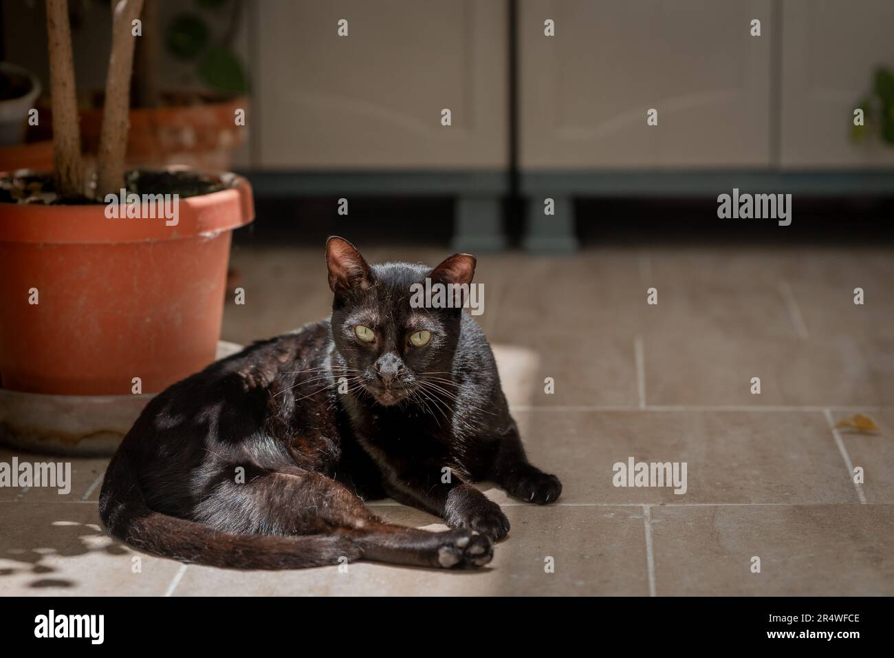 black cat with amputated hind leg lying under the sunbeams, looks at ...