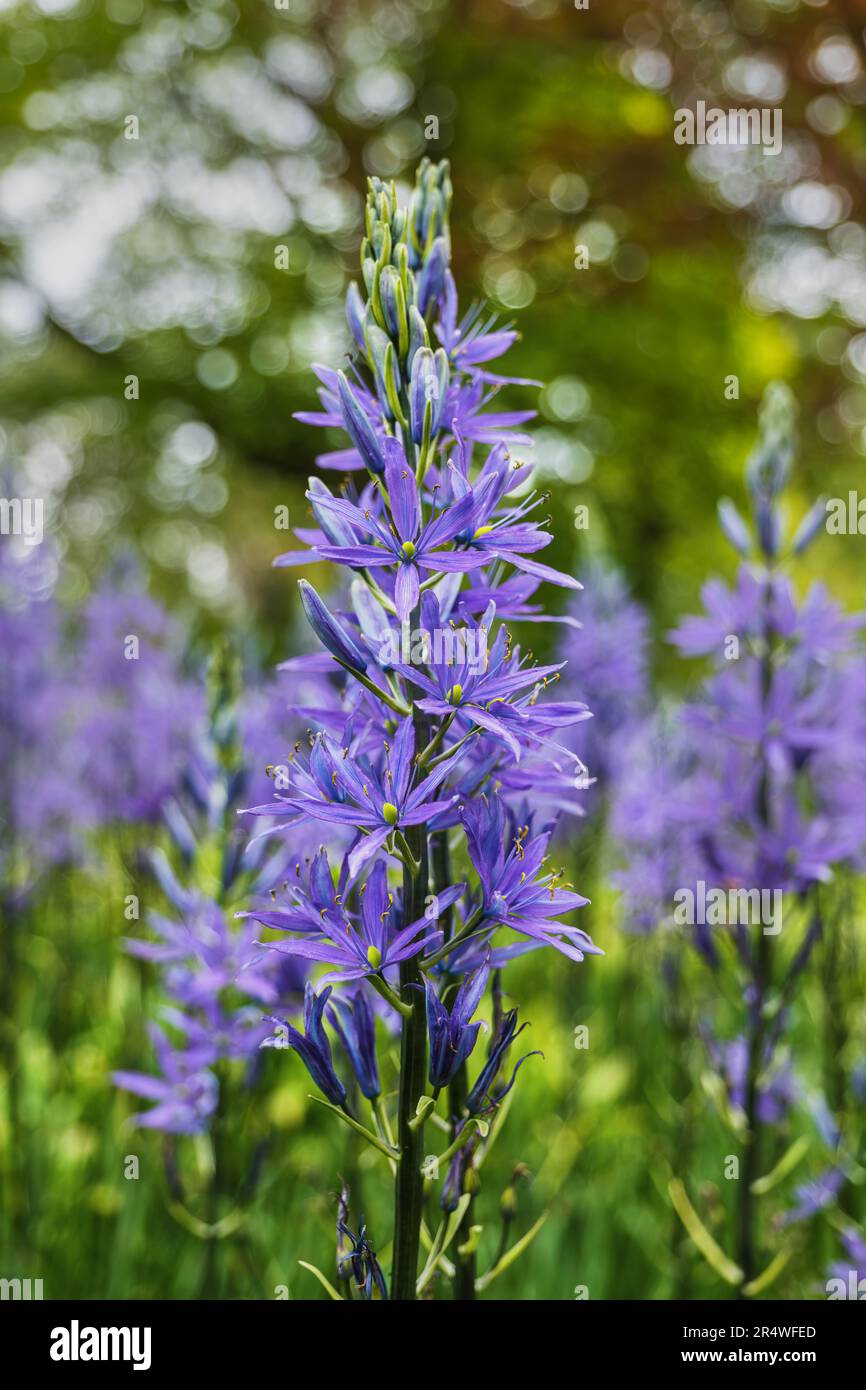 Camassia leichtlinii, the great camas or large camas blooming flowers ...