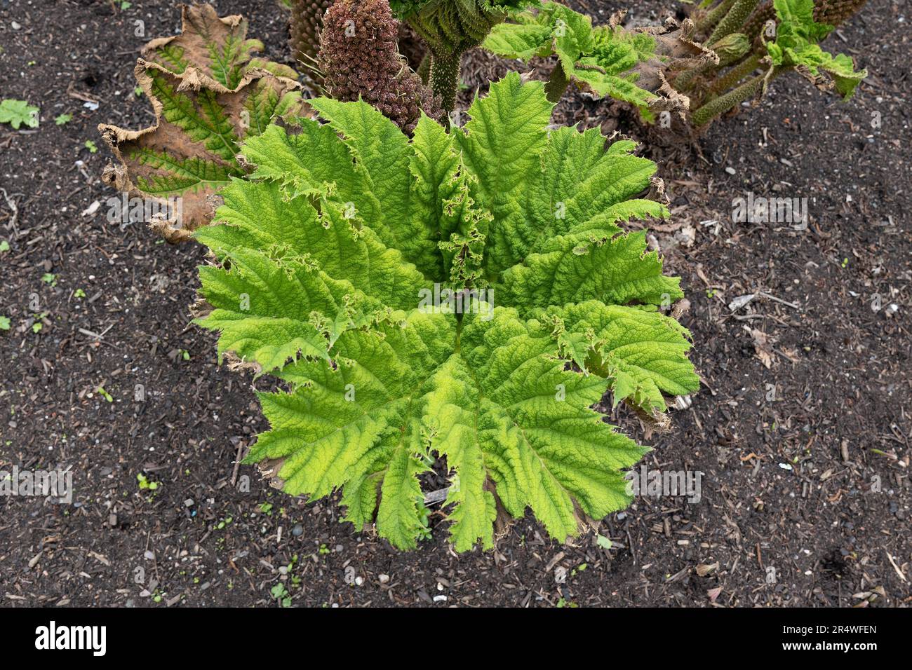 Darmera peltata Peltiphyllum peltatum leaf, common names: the Indian ...