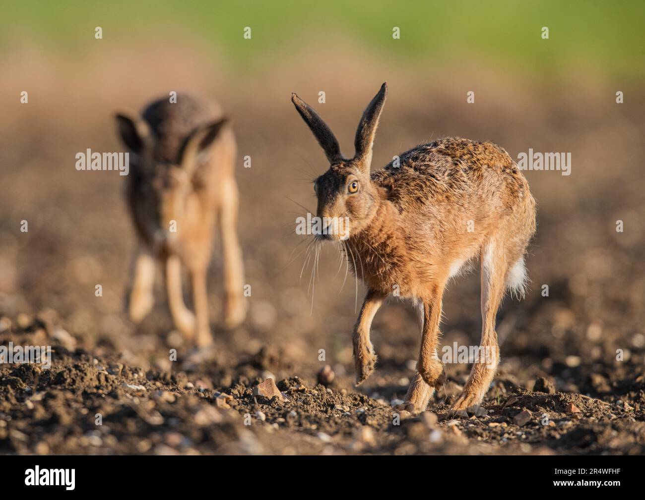 Two Wild Brown Hares ( Lepus europaeus) chasing each other in a ...