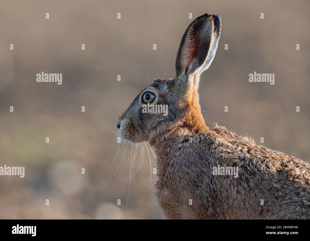 A close up clear portrait of a Brown hares head (Lepus europaeus) Shows ...