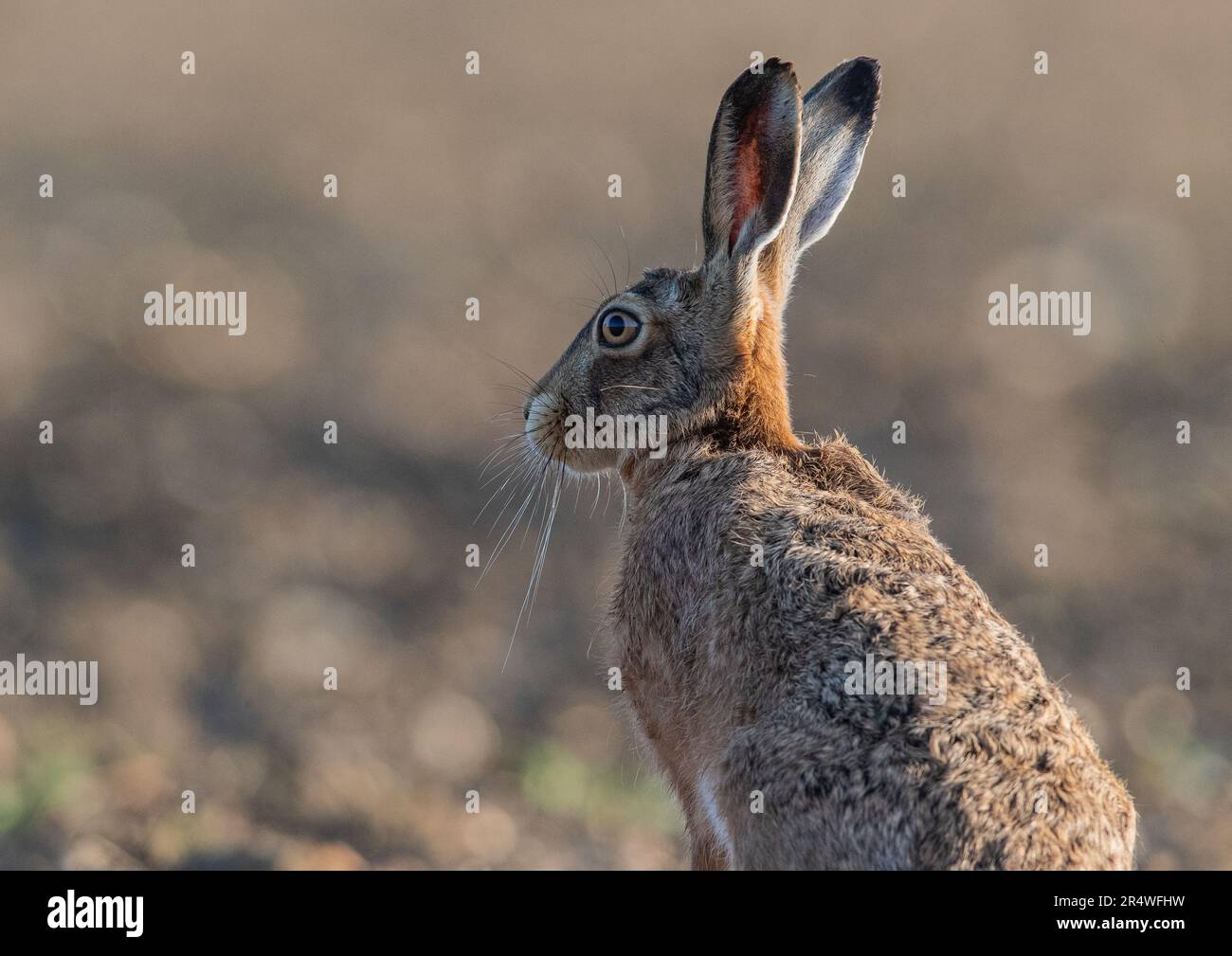 A close up clear portrait of a Brown hares head (Lepus europaeus) Shows ...