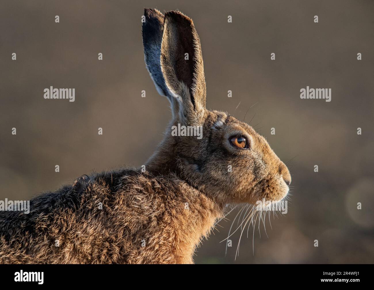A close up clear portrait of a Brown hares head (Lepus europaeus) Shows ...
