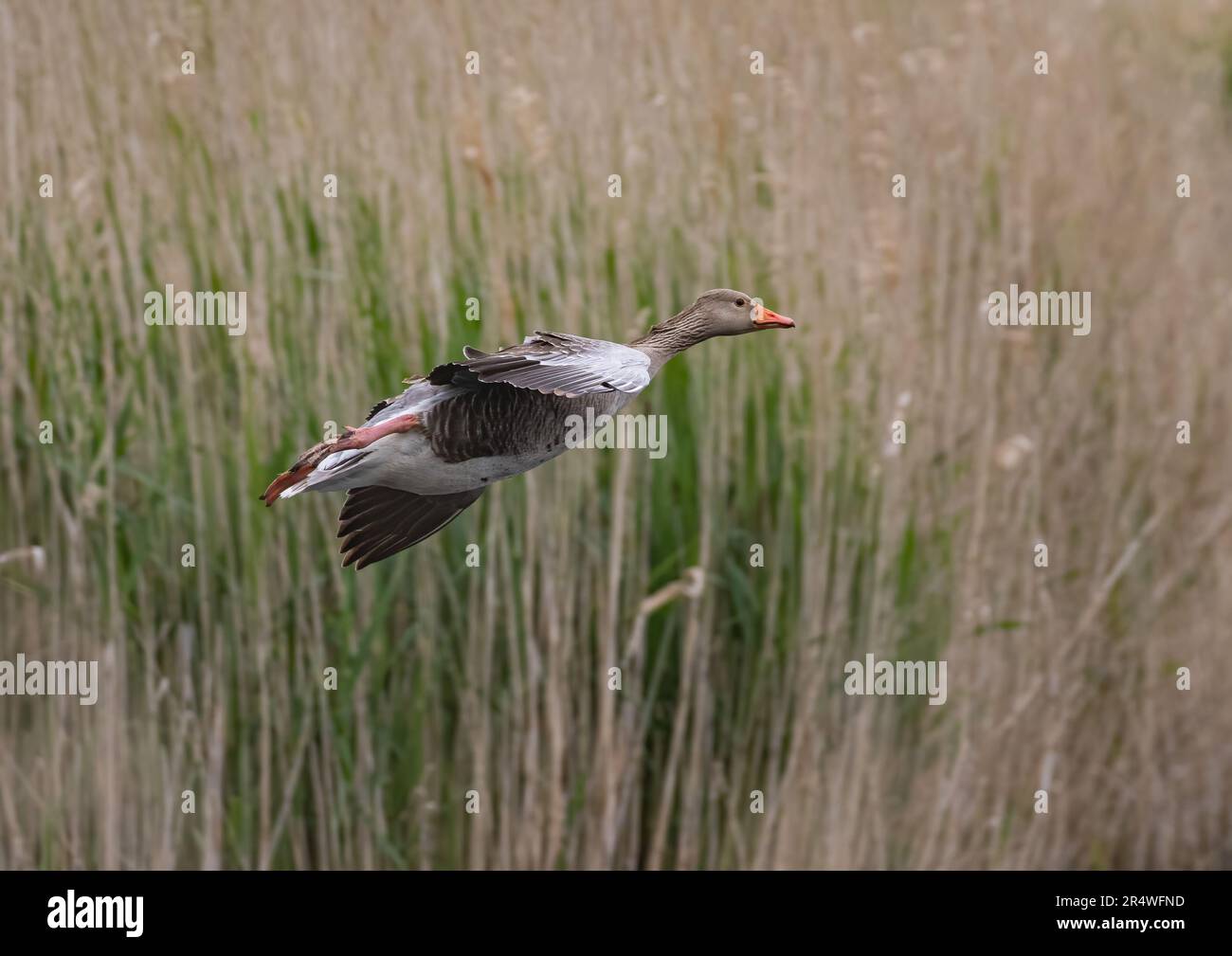 A Greylag goose ( Anser anser) coming into land in amongst the reeds in ...