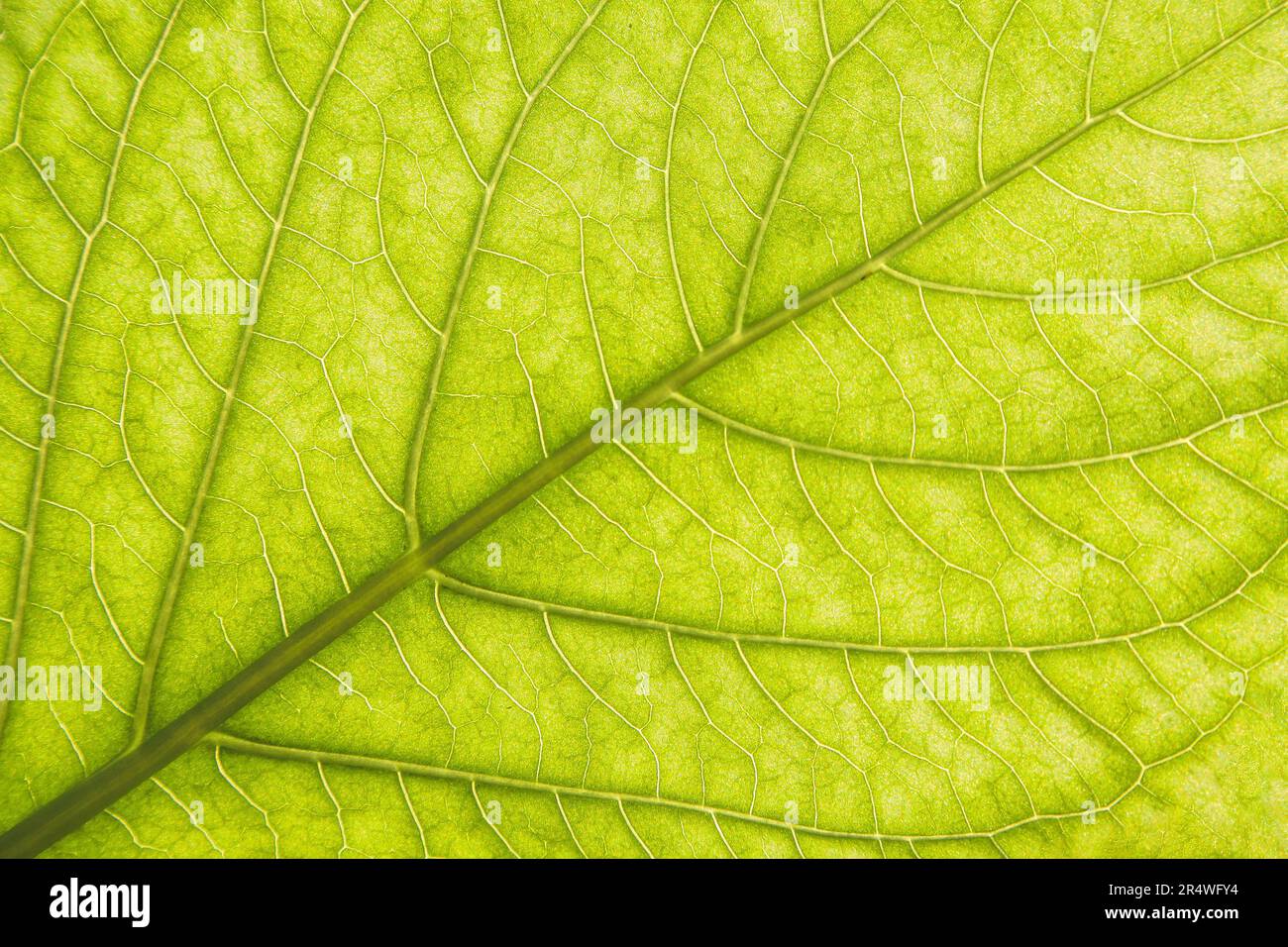 Green leaf seamless texture with structure. Macro close-up. Background ...