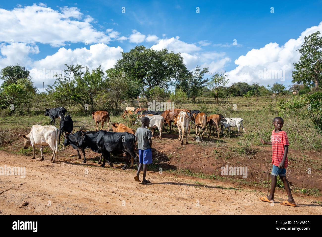 Two boys herd cows in a village. Kenya, Africa Stock Photo - Alamy