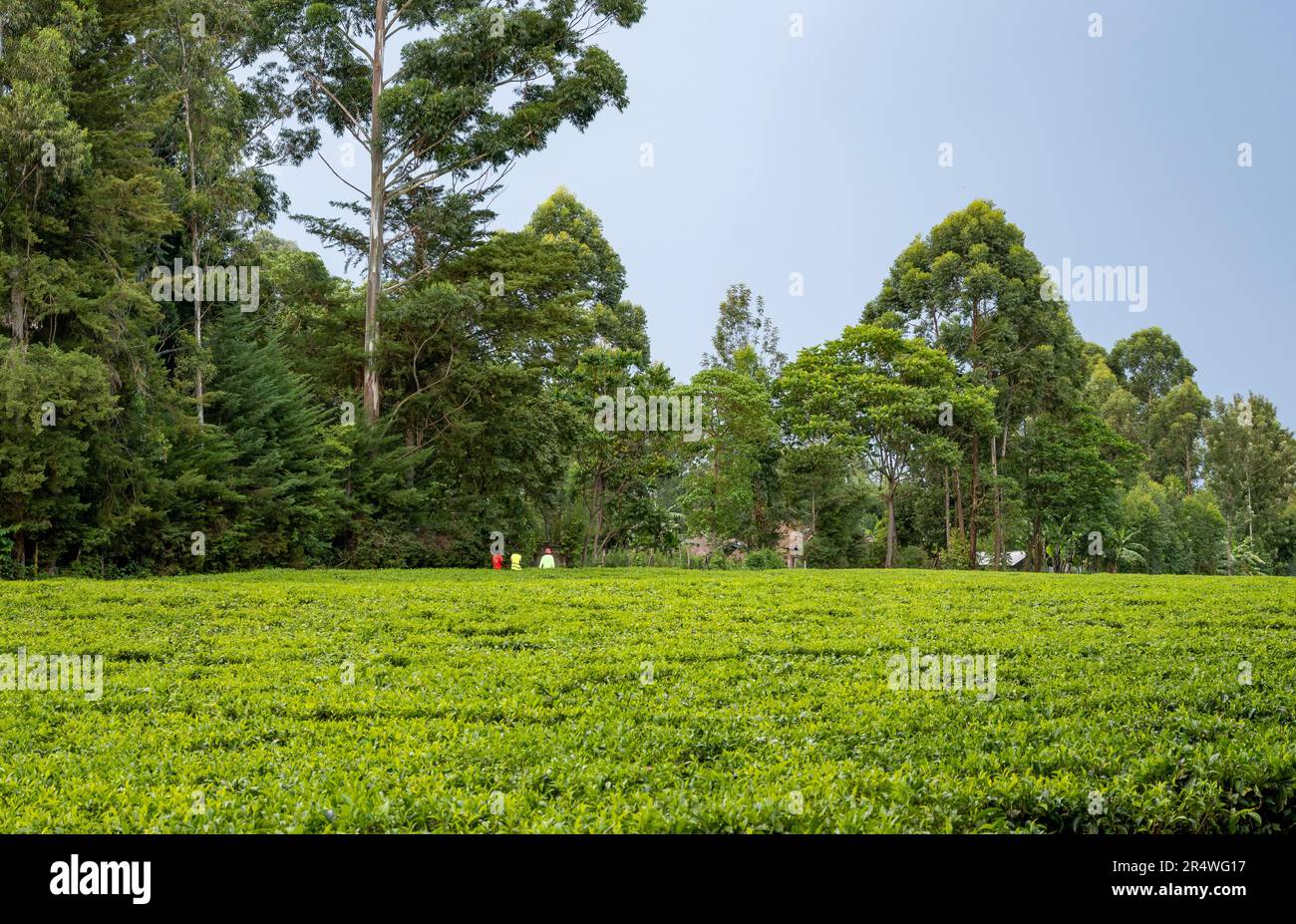 Tea is produced in massive scale in plantations as a major agriculture ...