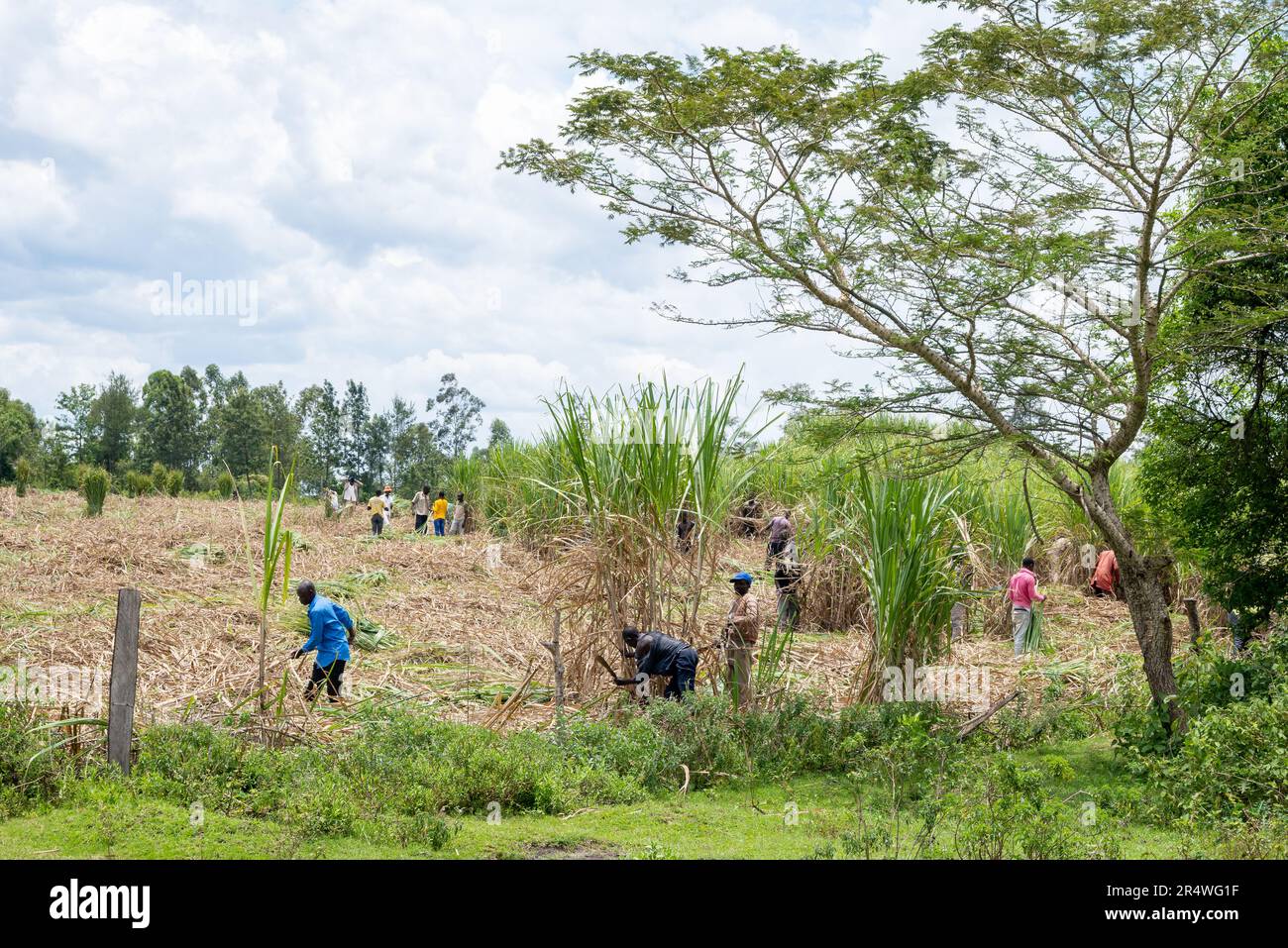 Locals harvest sugar canes in the field. Kenya, Africa Stock Photo - Alamy