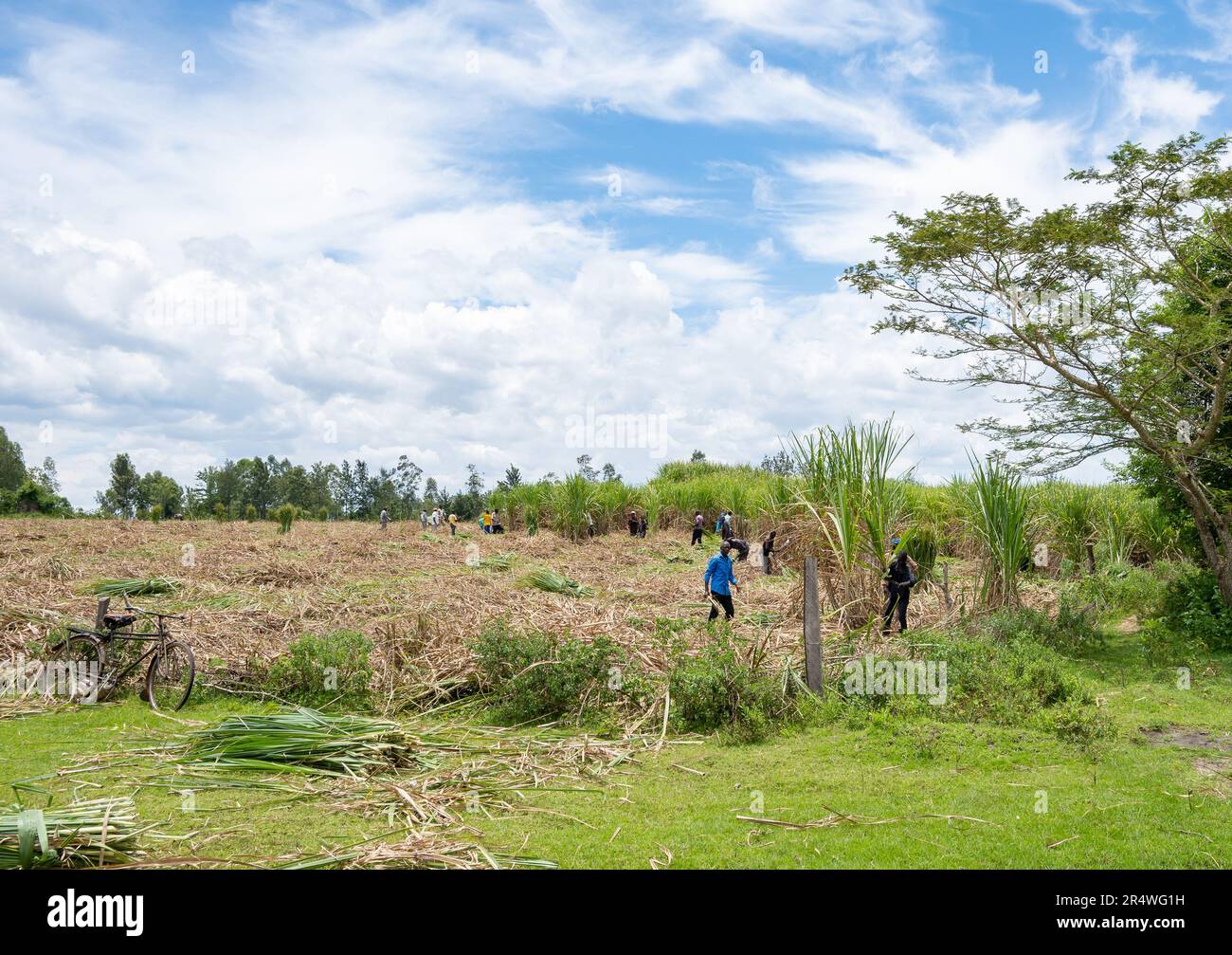 Locals harvest sugar canes in the field. Kenya, Africa Stock Photo - Alamy