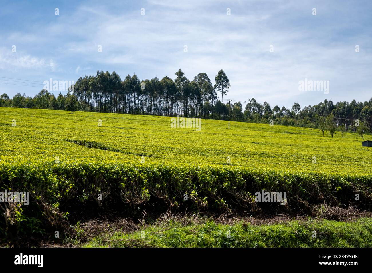 Tea is produced in massive scale in plantations as a major agriculture ...