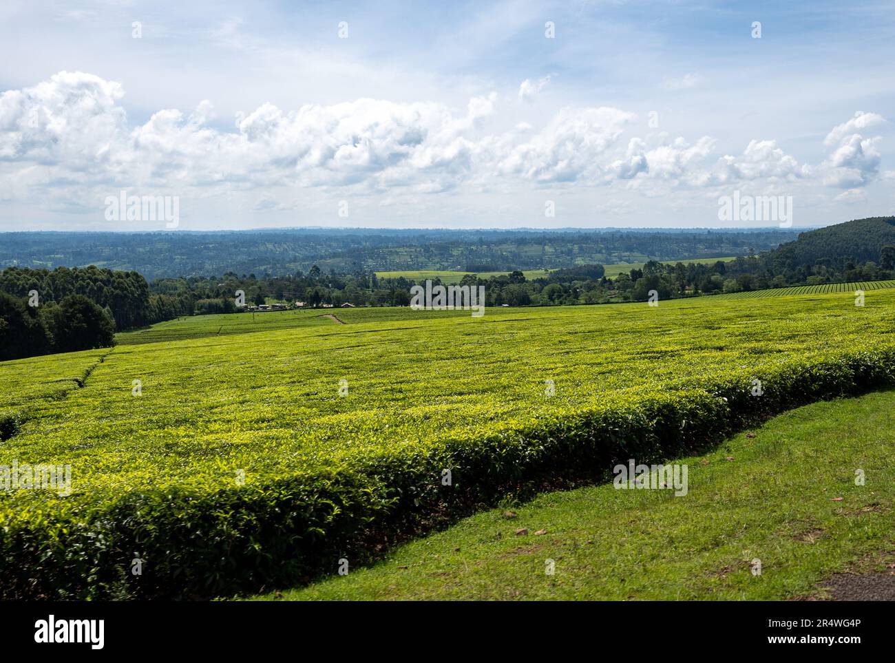 Tea is produced in massive scale in plantations as a major agriculture ...