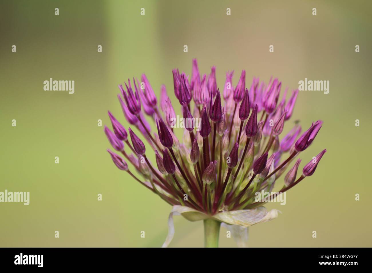 Blossom of leeks in the garden Stock Photo - Alamy