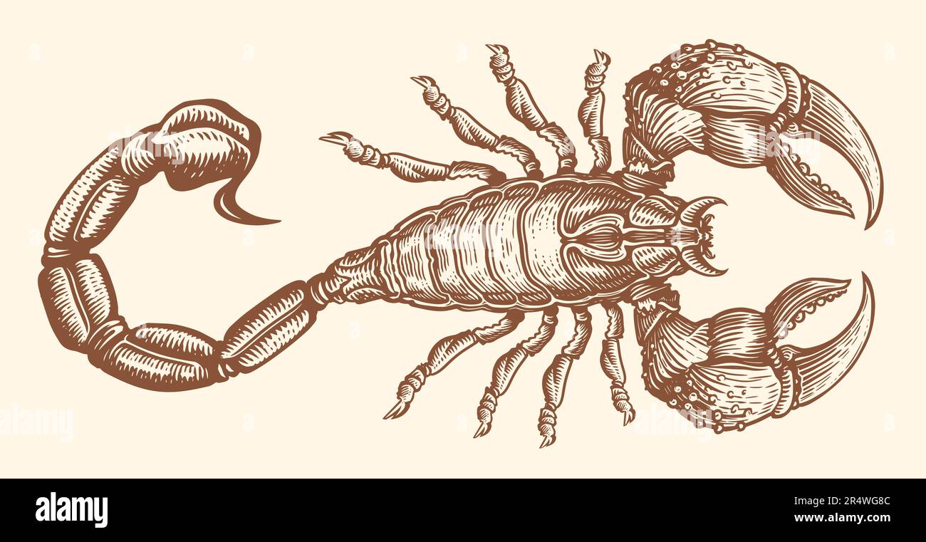 Hand drawn Scorpion with venomous sting. Animal in vintage engraving ...