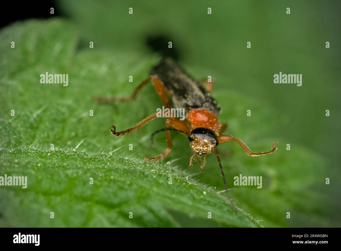 Single Soldier beetle (Cantharis cf. pellucida) crawling on a nettle ...