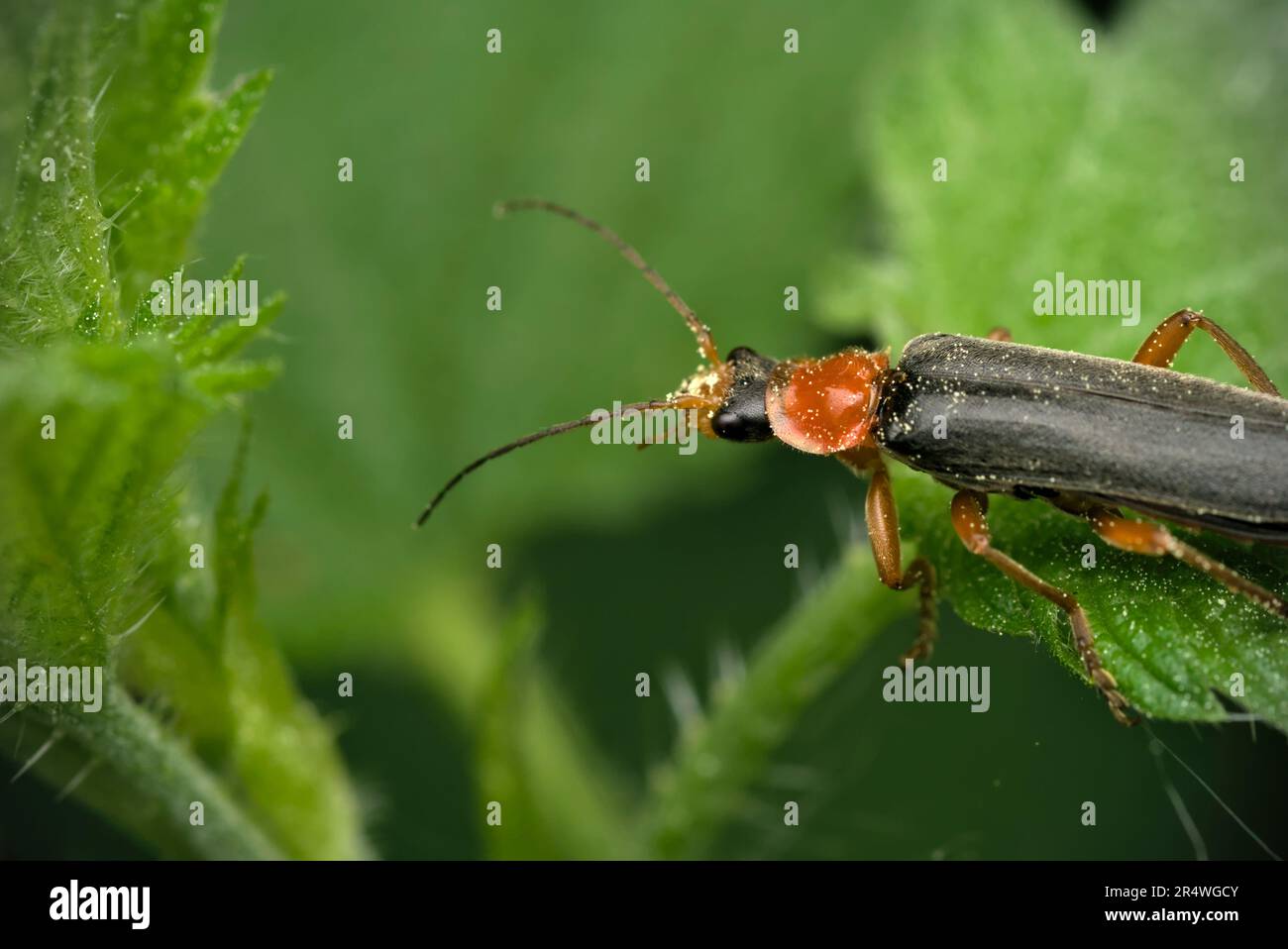 Single Soldier beetle (Cantharis cf. pellucida) crawling on a nettle ...