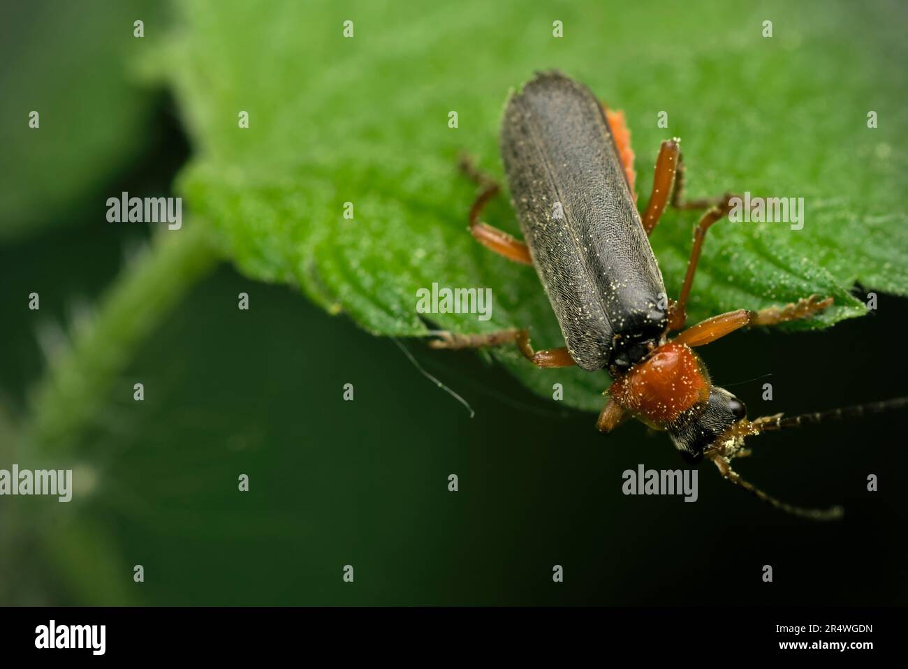 Single Soldier beetle (Cantharis cf. pellucida) crawling on a nettle ...