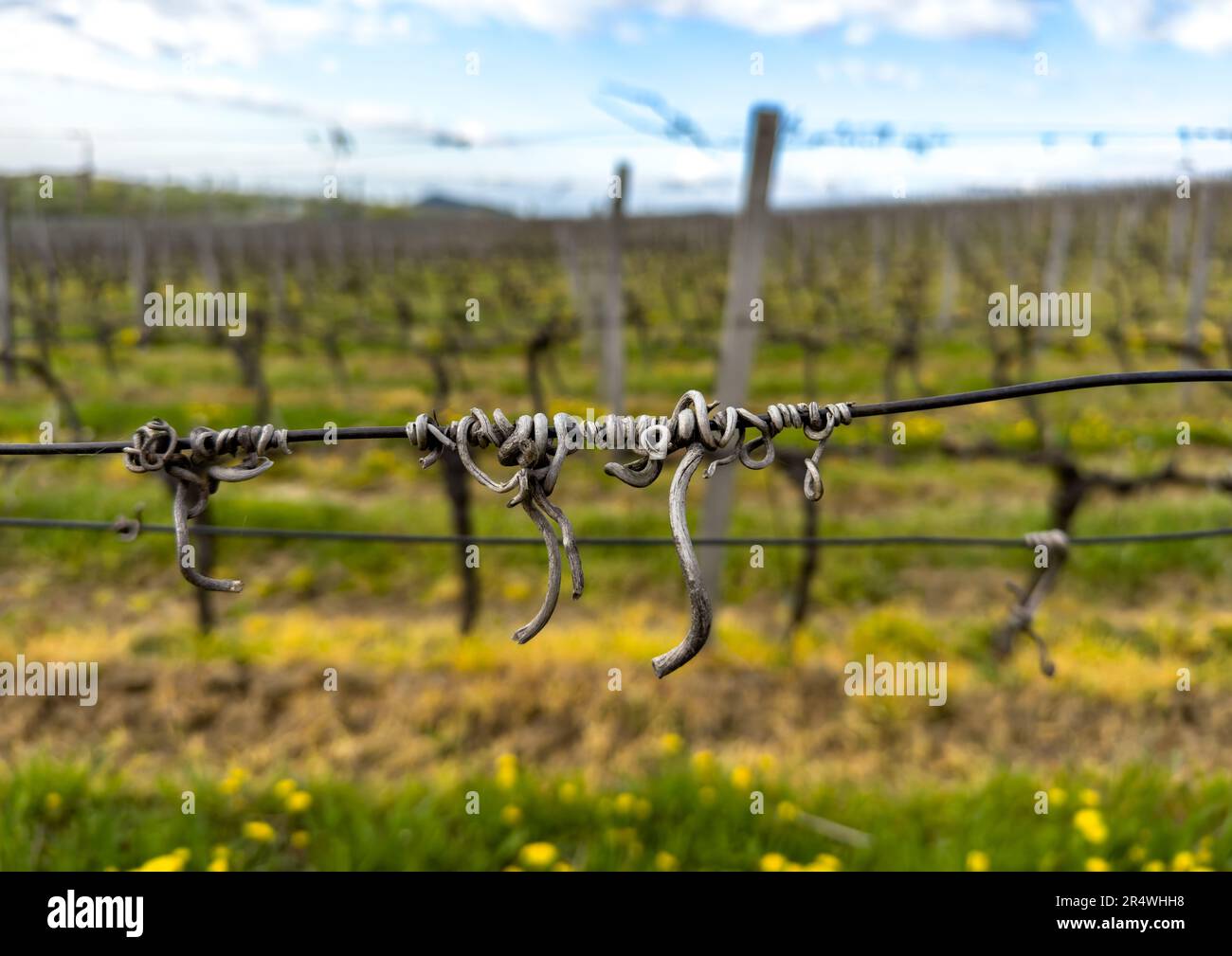 Old vine wraps around wire hi-res stock photography and images - Alamy