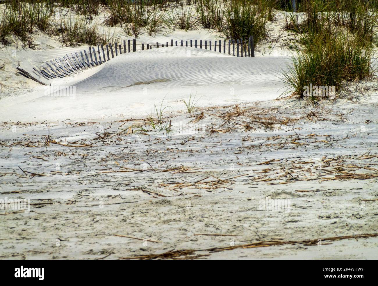 Sand dunes, wrack, and vegetation on Hilton Head Island beach, South ...