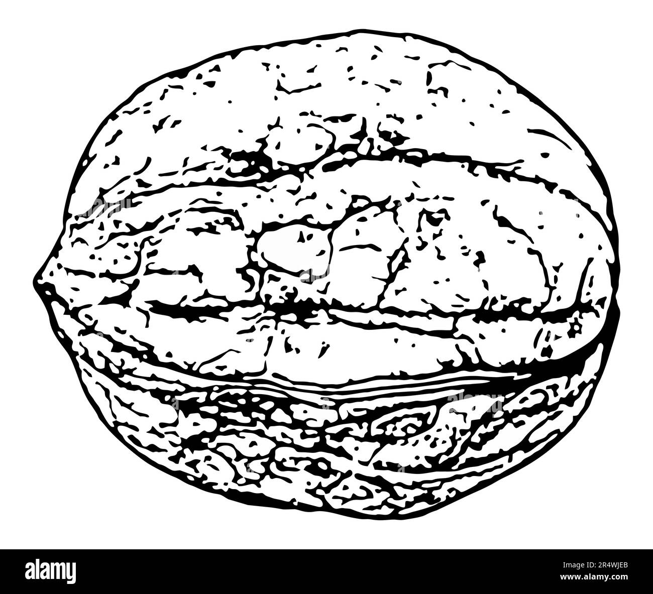 Walnut sketch illustration isolated on white background Stock Vector ...