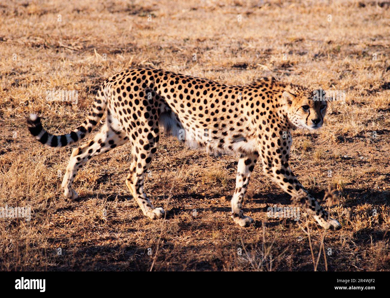 Africa. Botswana. Wildlife. Adult Cheetah. Acinonyx jubatus Stock Photo ...