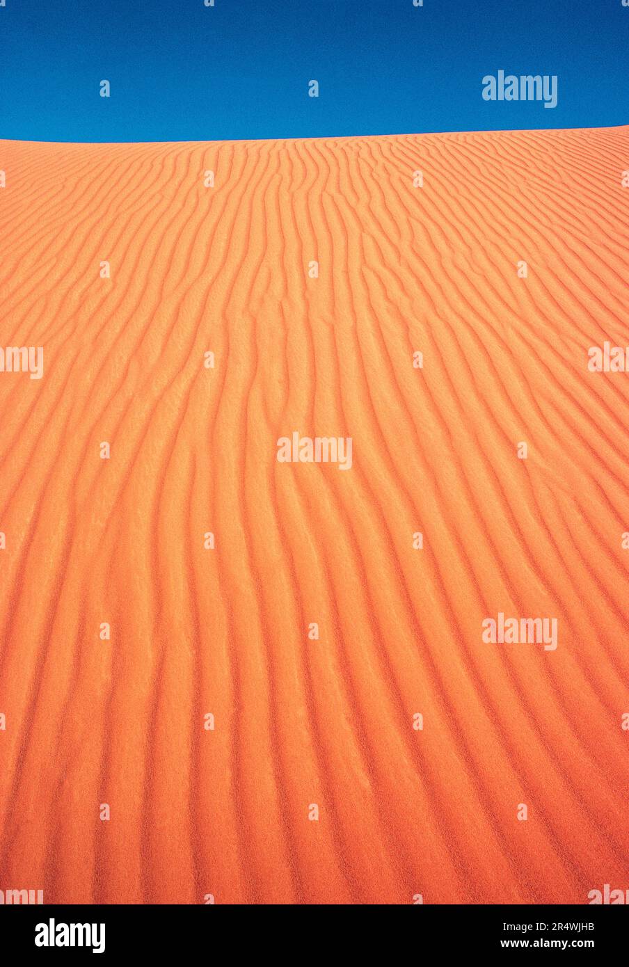 Australia. Simpson Desert. Red sand dune at border of South Australia ...