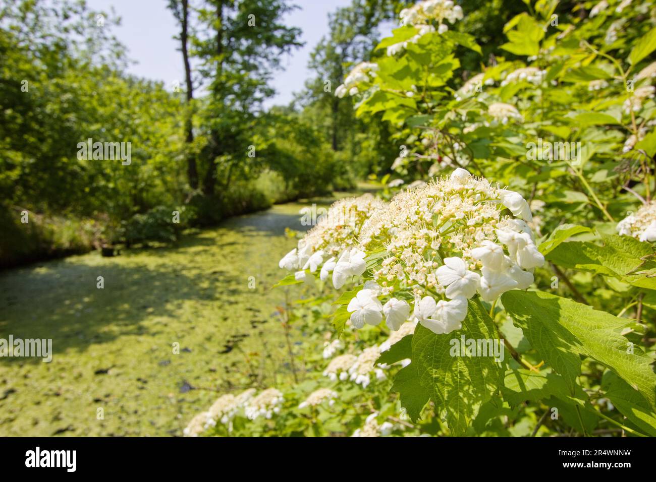 The guelder-rose, guelder rose (Viburnum opulus) flowering tree in a ...
