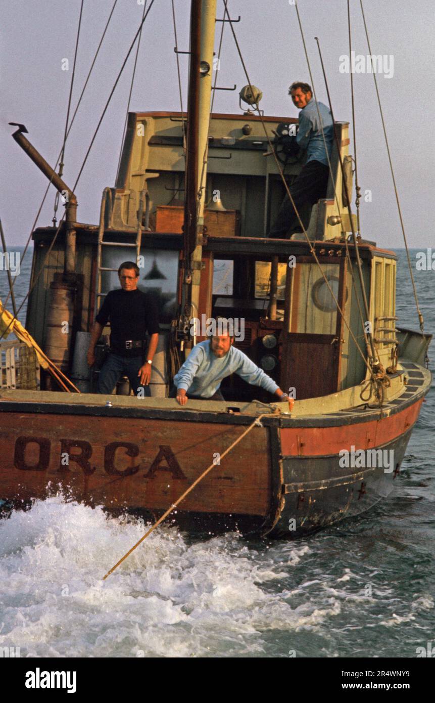 Jaws Year : 1975 USA Director : Steven Spielberg Robert Shaw, Roy Scheider, Richard Dreyfuss ...