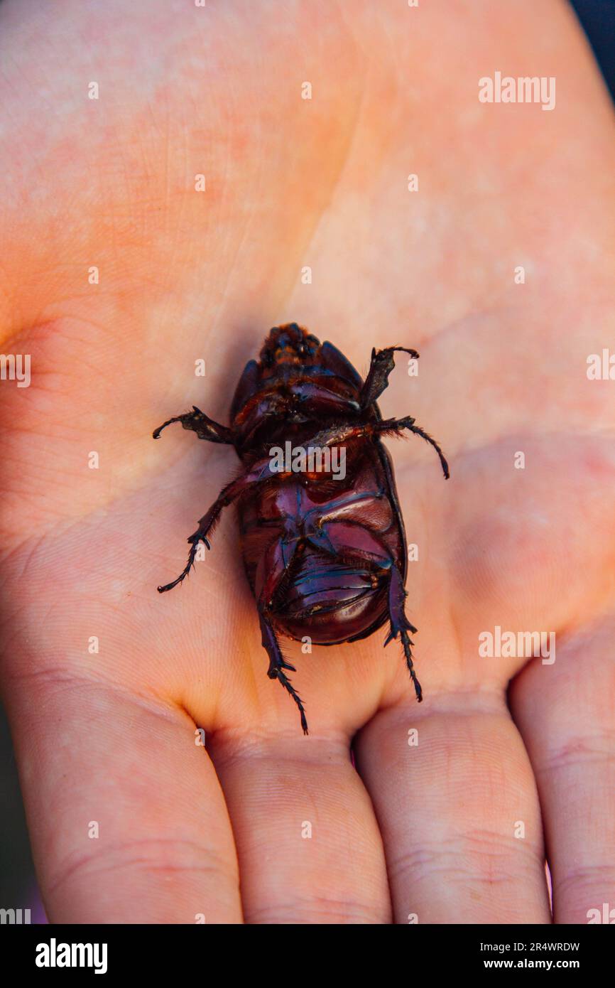 Rhinoceros beetle. A beetle sits on a hand. Close-up of a rhinoceros ...