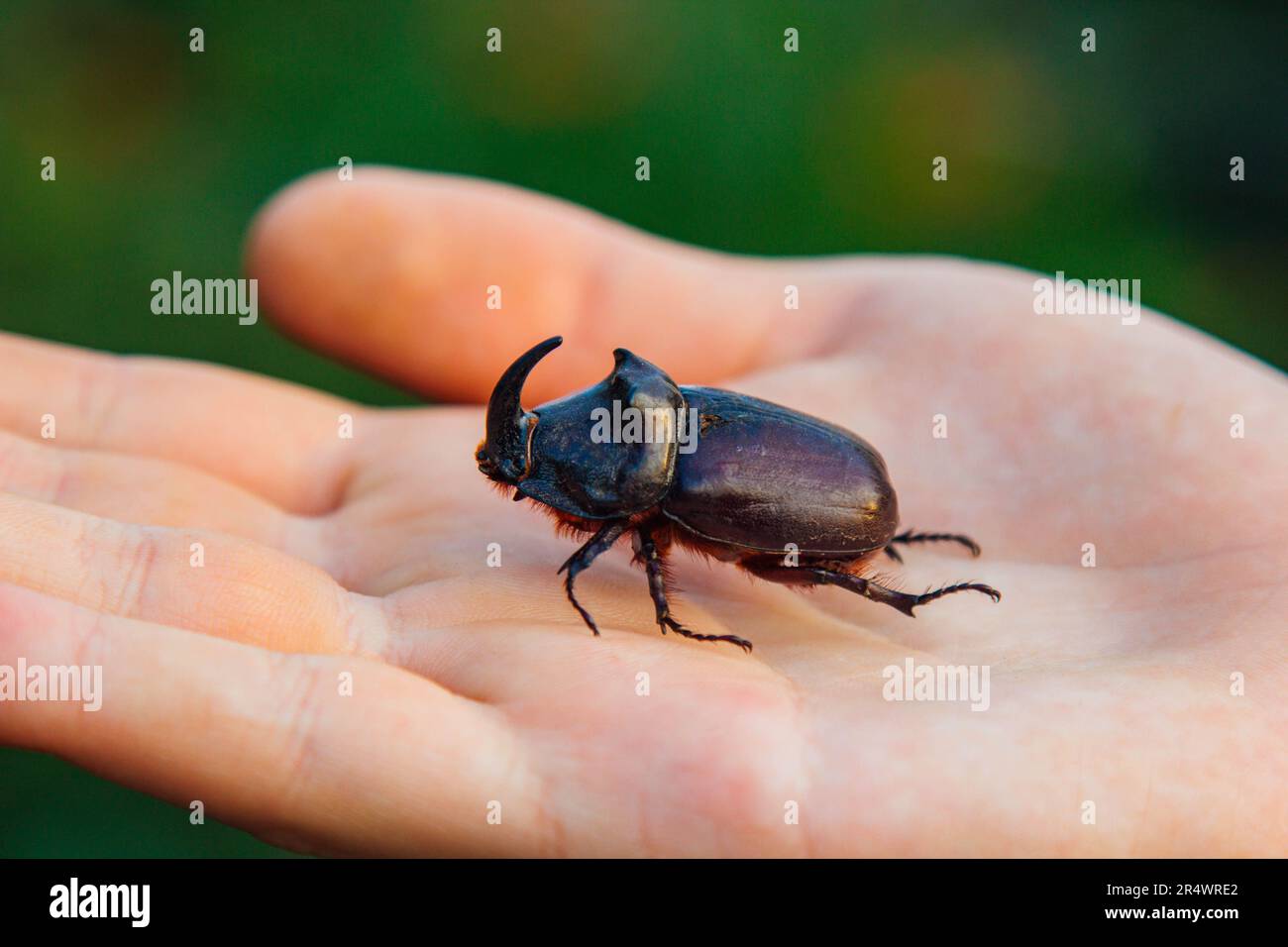Rhinoceros beetle. A beetle sits on a hand. Close-up of a rhinoceros ...