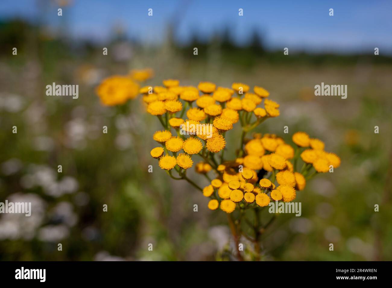 Yellow tansy flowers Tanacetum vulgare, common tansy, bitter button ...