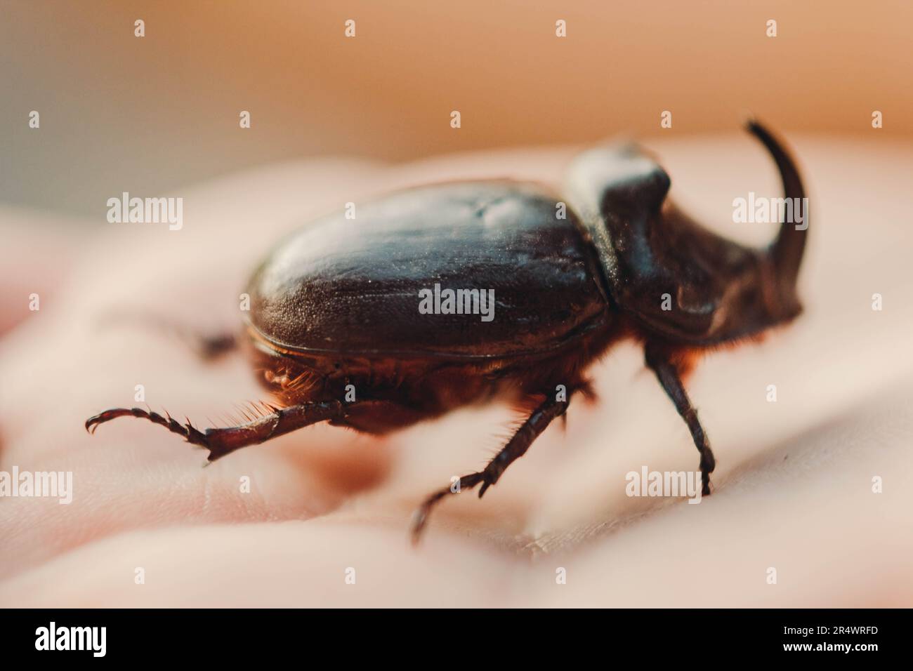 Insects beetles hercules hi-res stock photography and images - Alamy