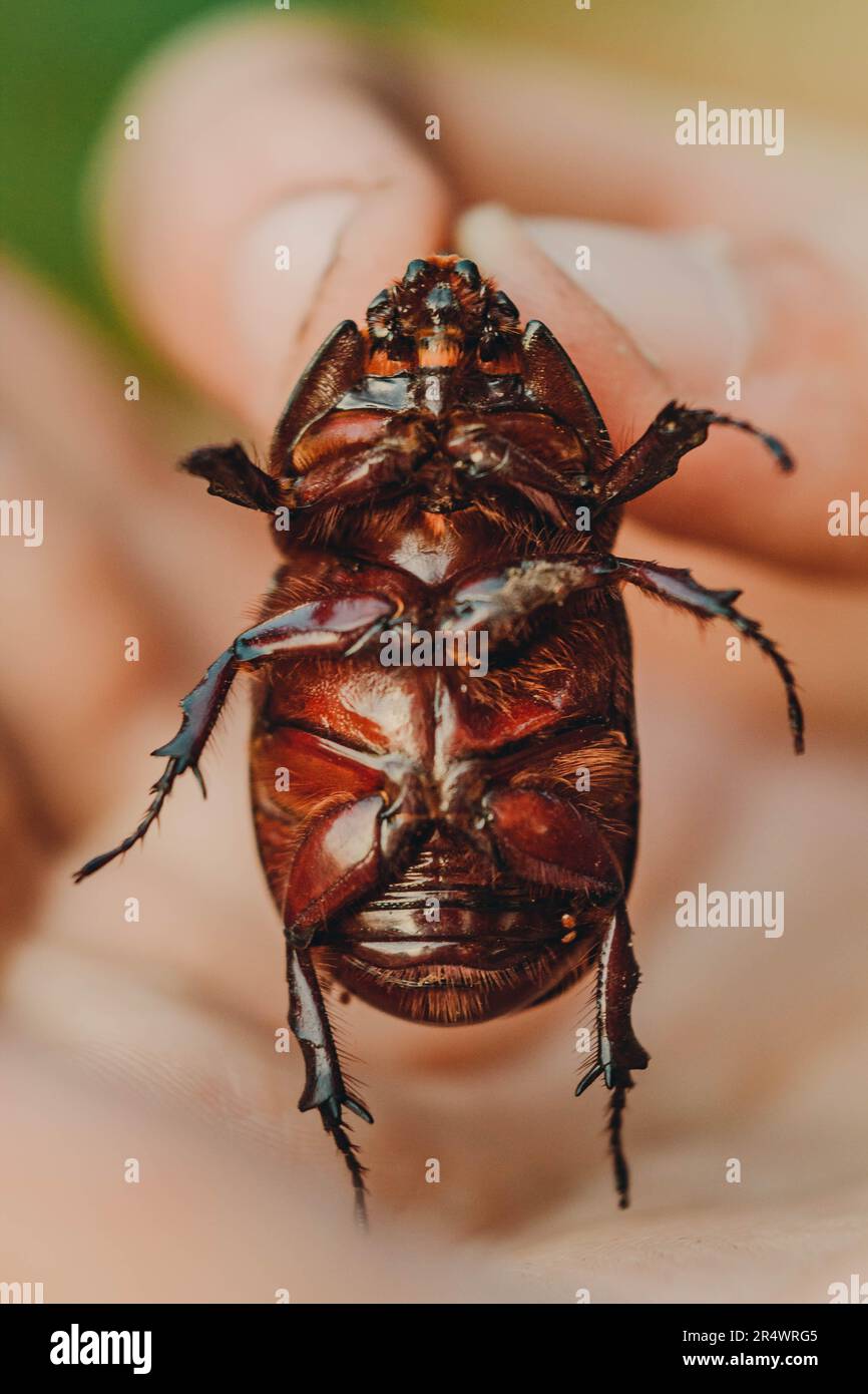 A large black beetle on the hand. Chalcosoma rhinoceros with wings ...