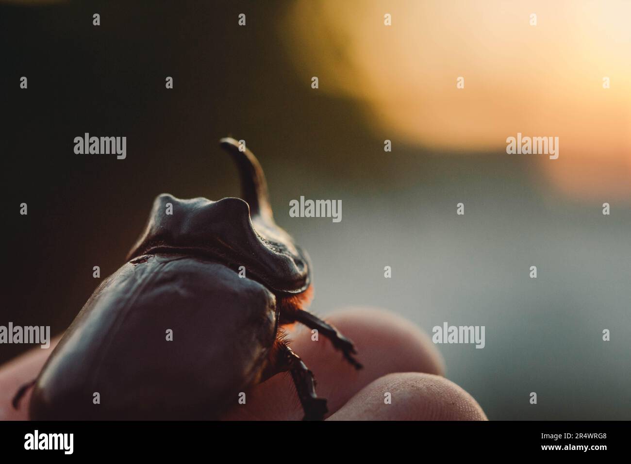 A large black beetle on the hand. Chalcosoma rhinoceros with wings ...