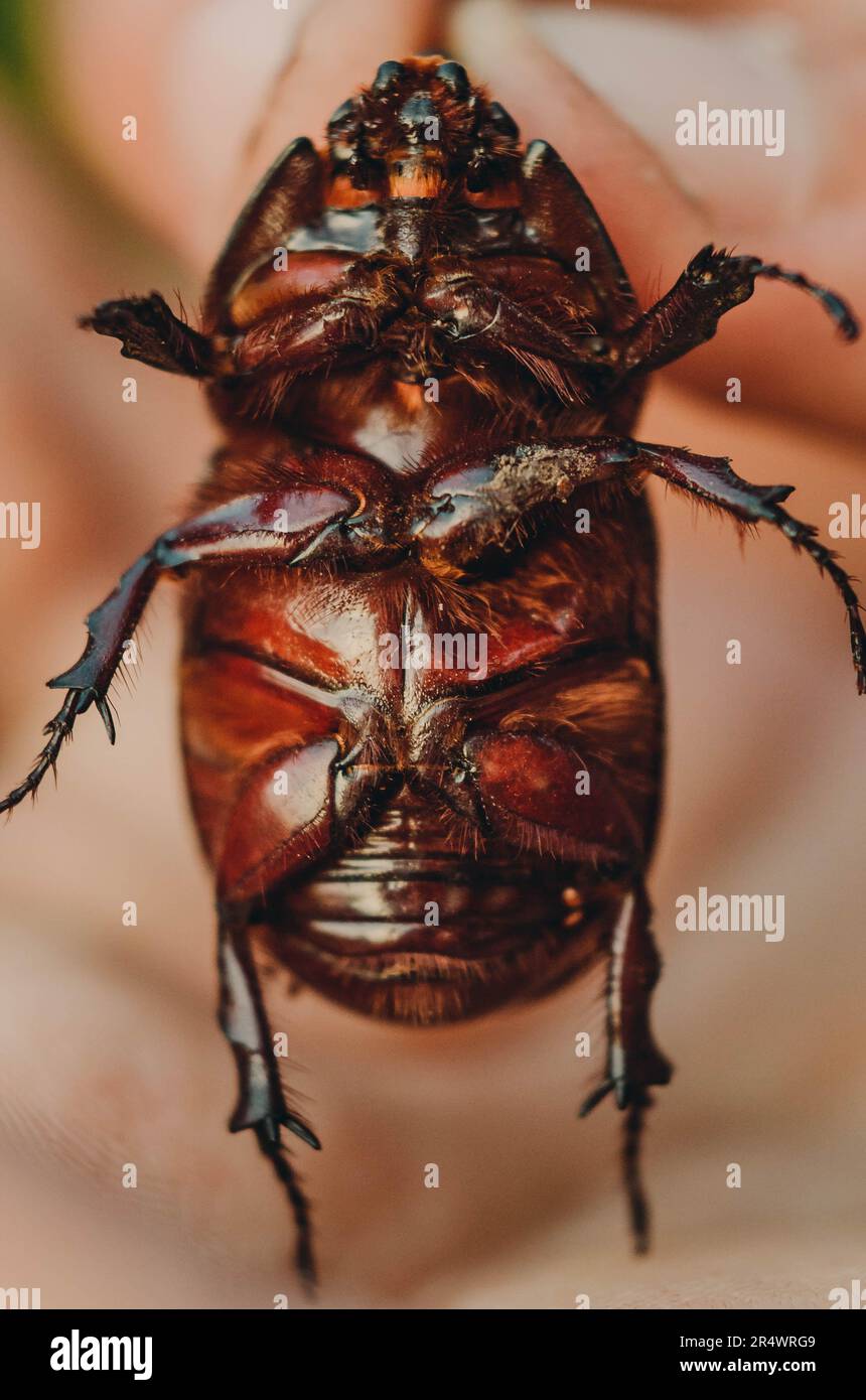 A large black beetle on the hand. Chalcosoma rhinoceros with wings ...