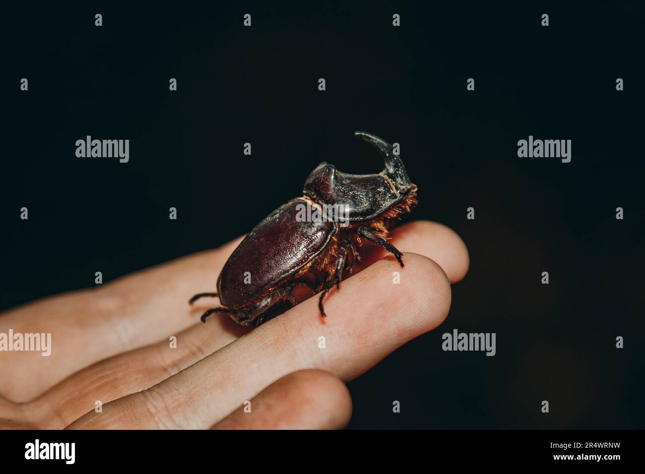A large black beetle on the hand. Chalcosoma rhinoceros with wings ...