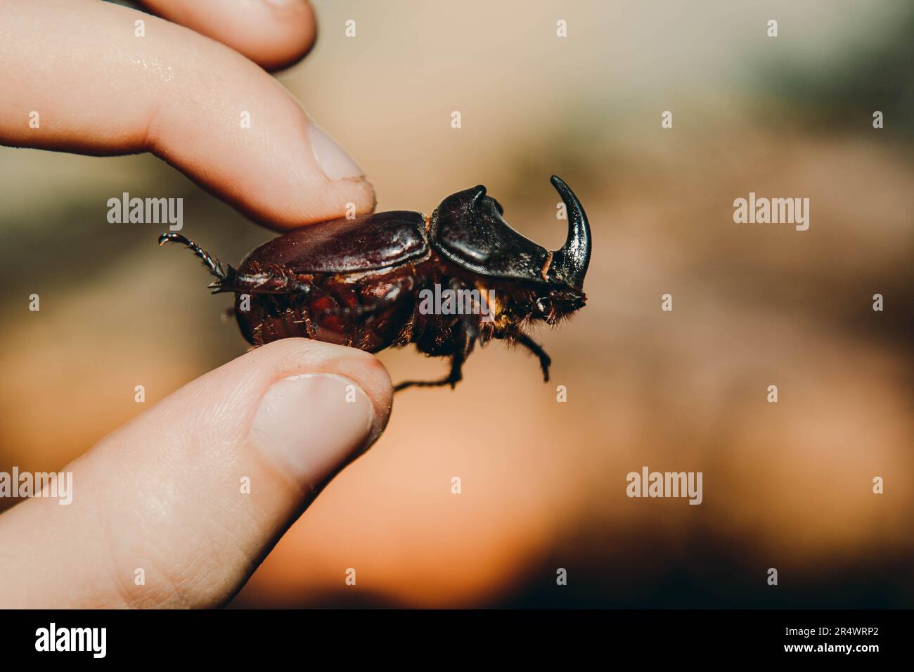 A large black beetle on the hand. Chalcosoma rhinoceros with wings ...