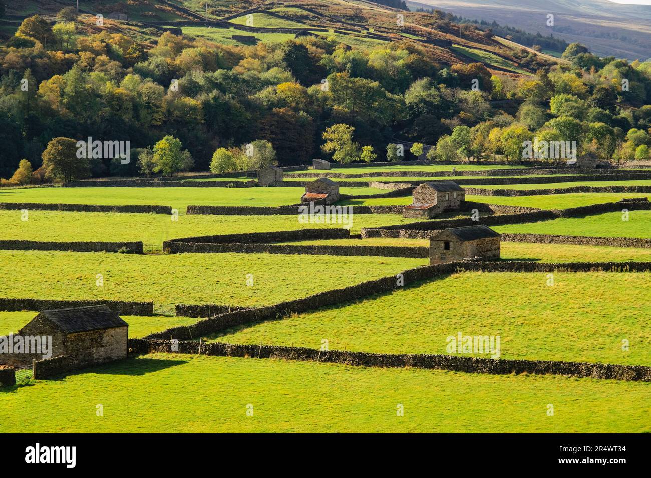 Sunlit English countryside with barns and stone walls in Yorkshire ...