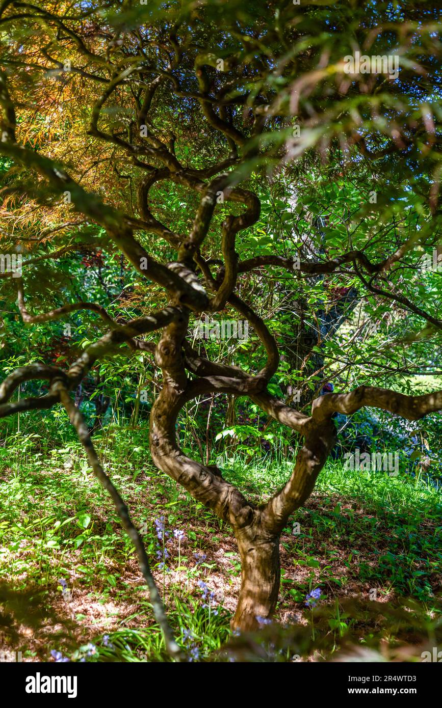 A Japanese maple tree at a garden in Seattle, Washington Stock Photo ...