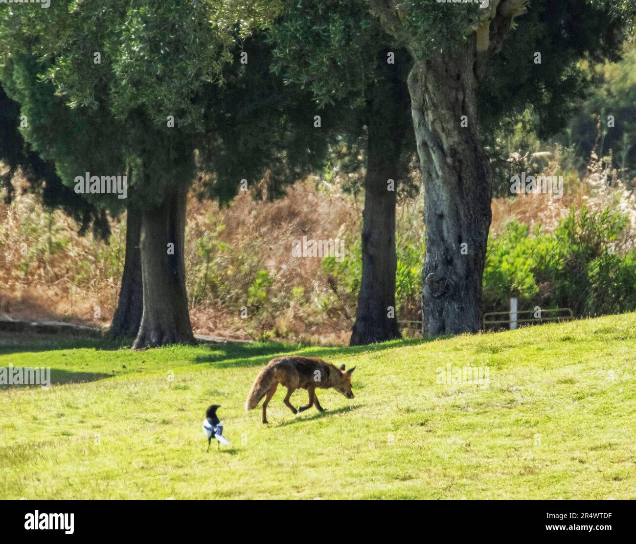 A Fox (Vulpes vulpes indutus) crosses a fairway at the Minthis Hills ...