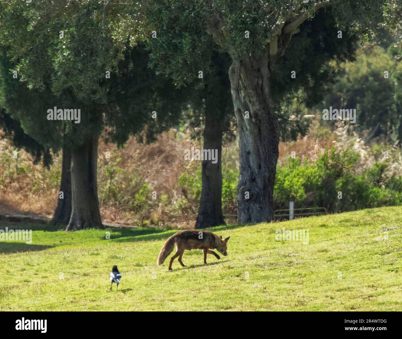 Vulpes vulpes indutus hi-res stock photography and images - Alamy