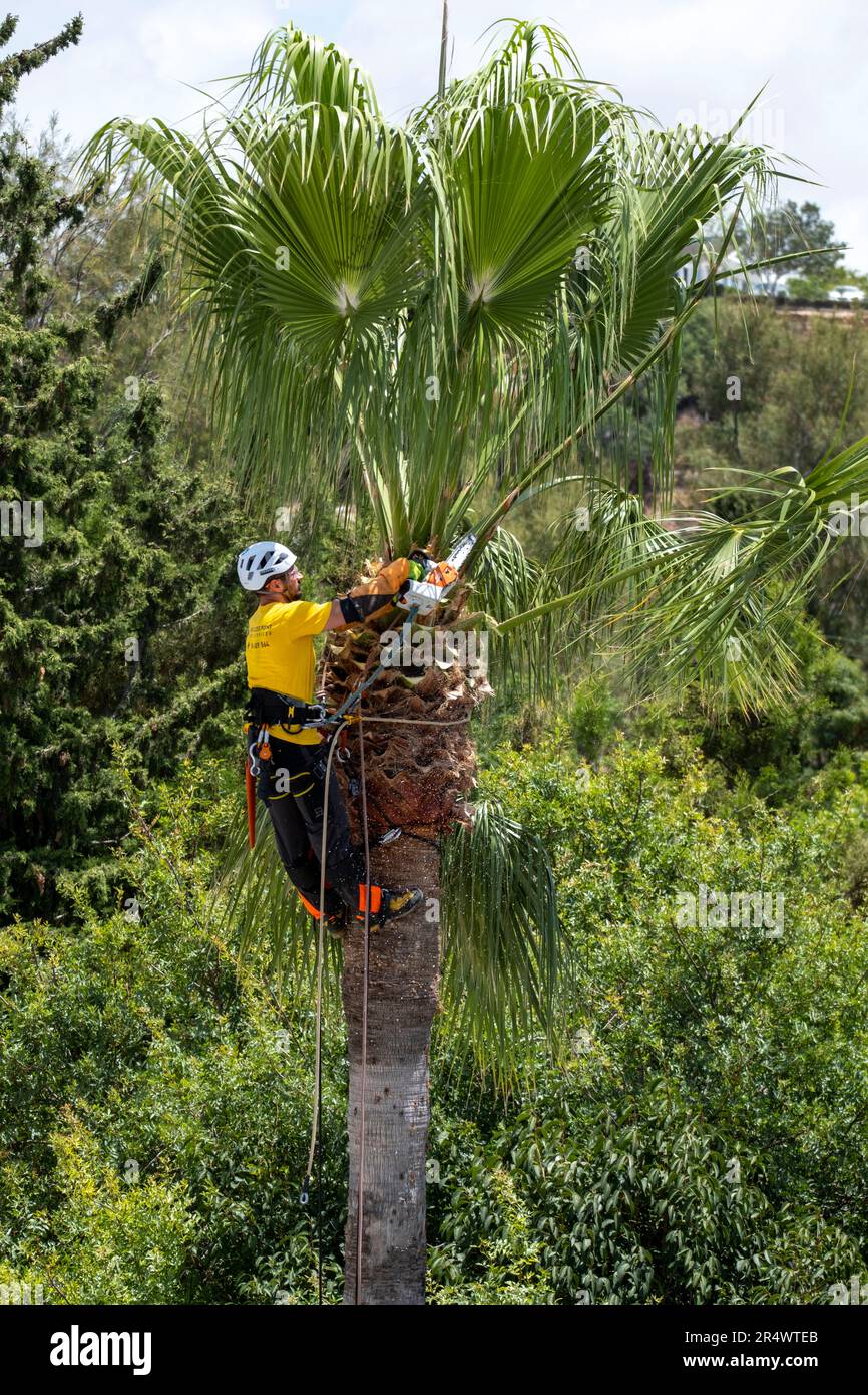 Tree surgeon trimming a palm tree in Paphos Cyprus Stock Photo - Alamy