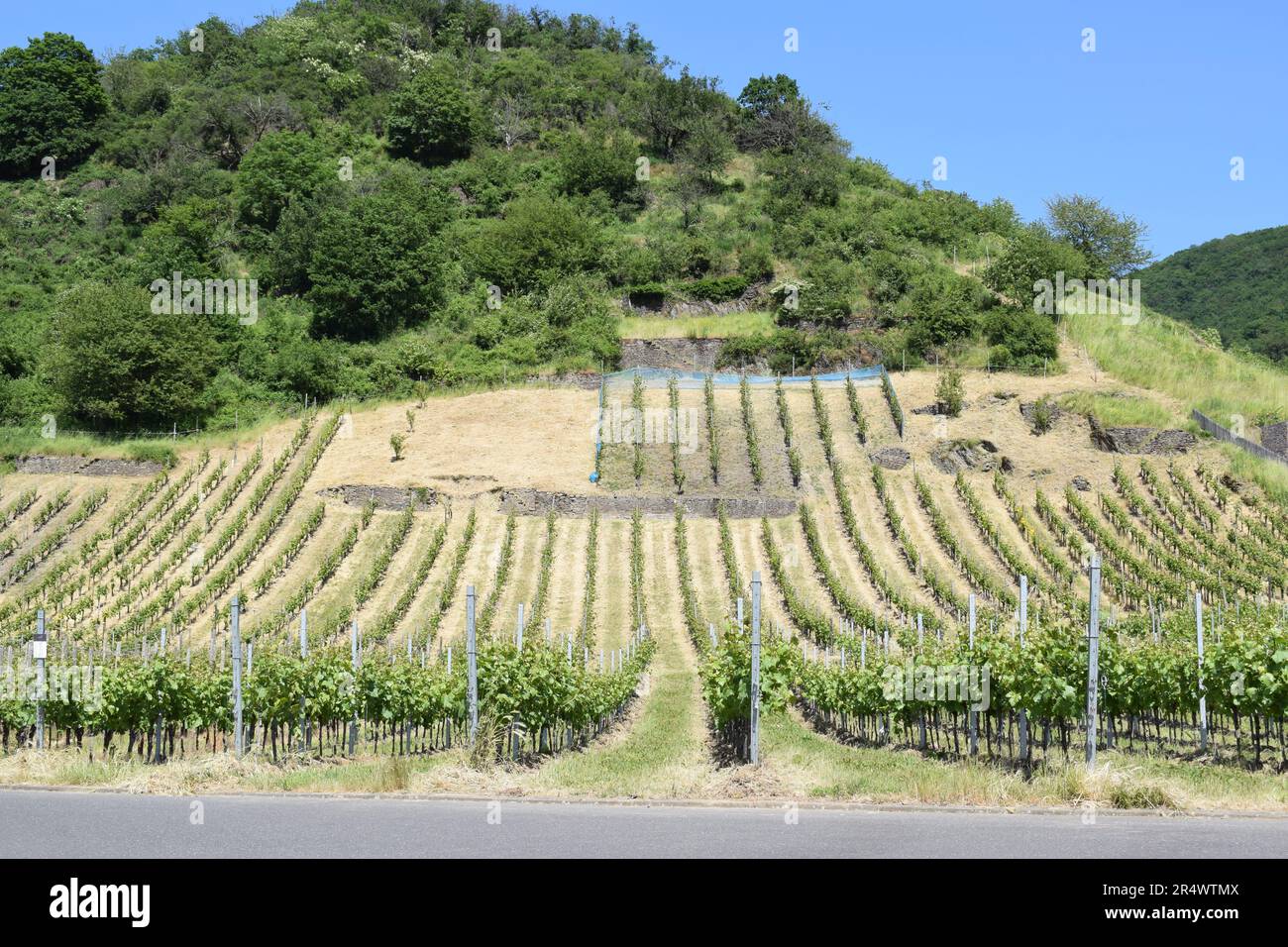 Rolling hills vineyards hi-res stock photography and images - Alamy