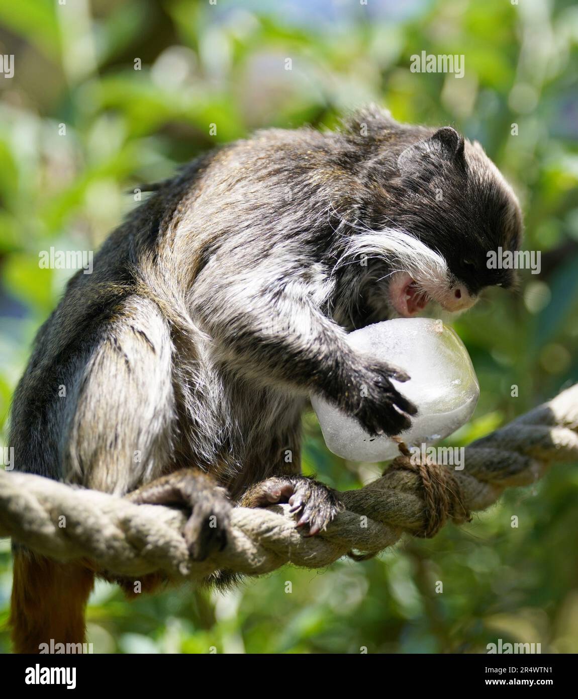 Emperor tamarins are given frozen fruit pops in the warm weather at ...