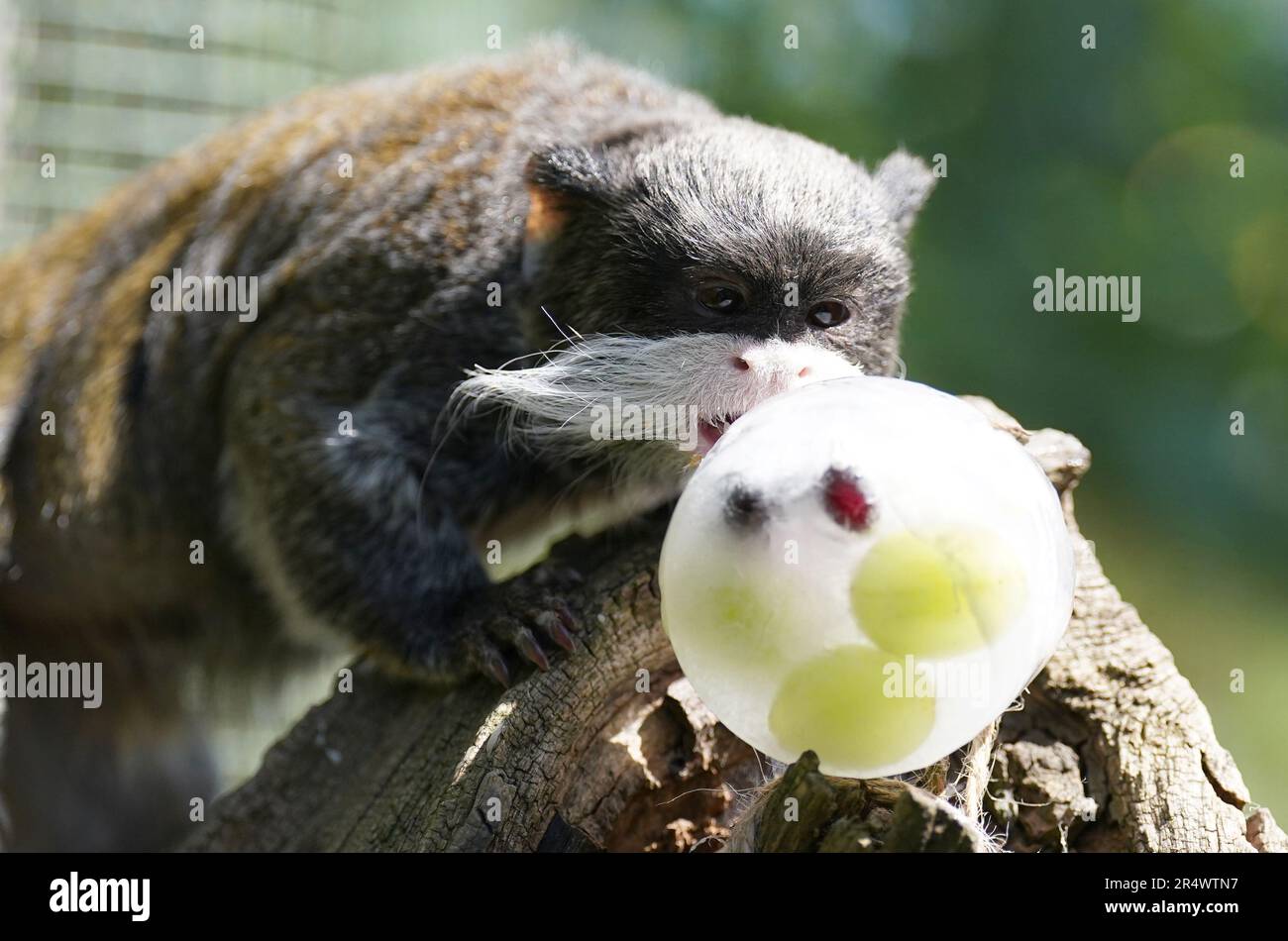 Emperor tamarins are given frozen fruit pops in the warm weather at ...