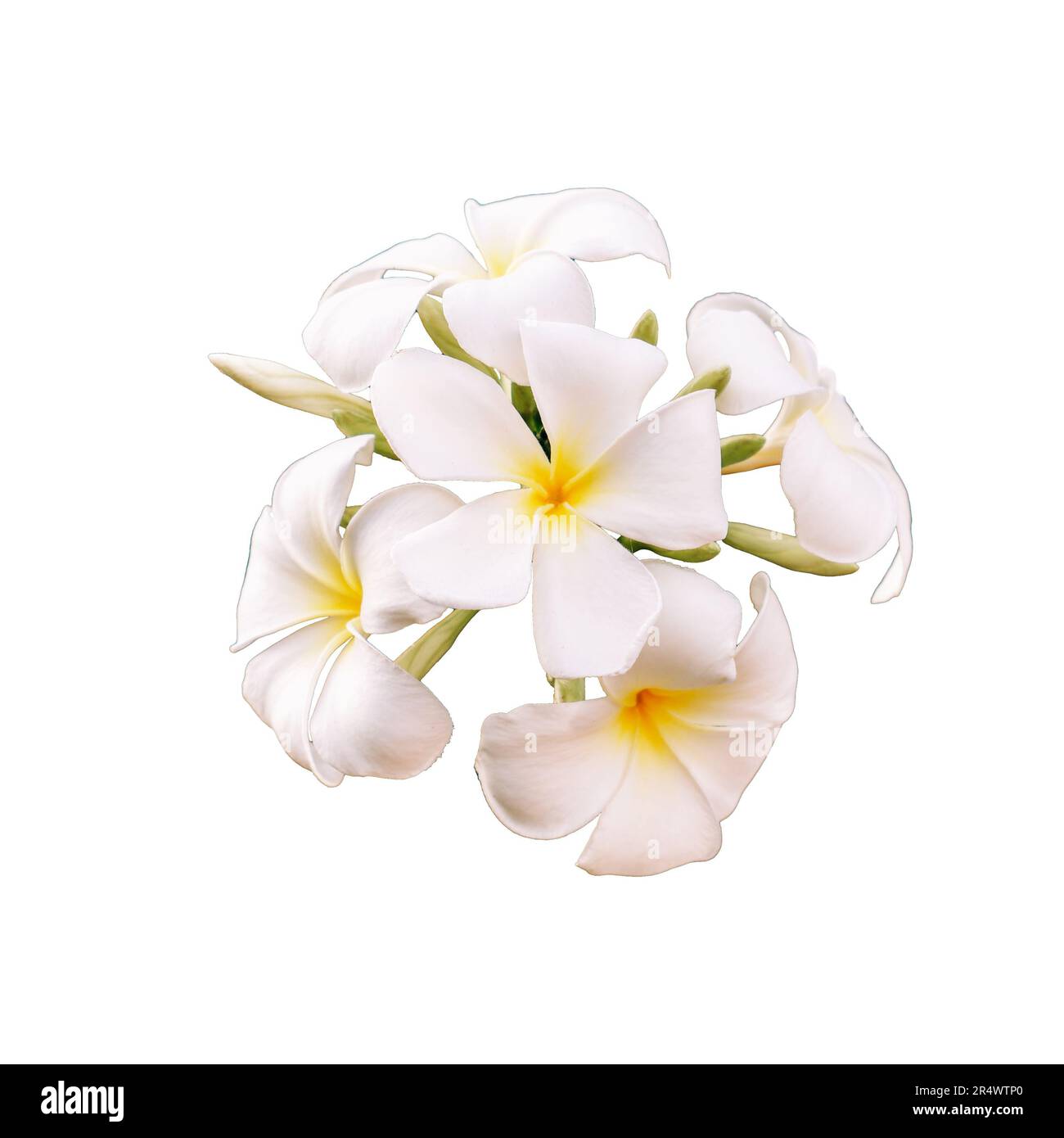 Inflorescence of white Jasminum flowers, isolate. White flowers with ...