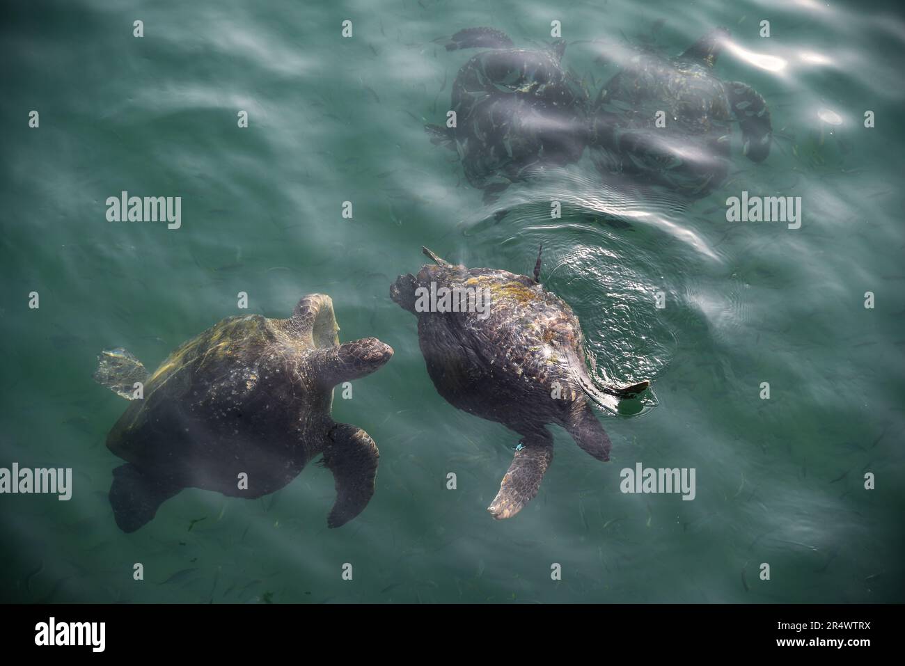 Nicolas Remene / Le Pictorium - El Nino phenomenon on the north coast ...