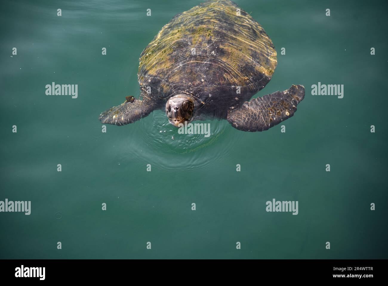 Nicolas Remene / Le Pictorium - El Nino phenomenon on the north coast ...